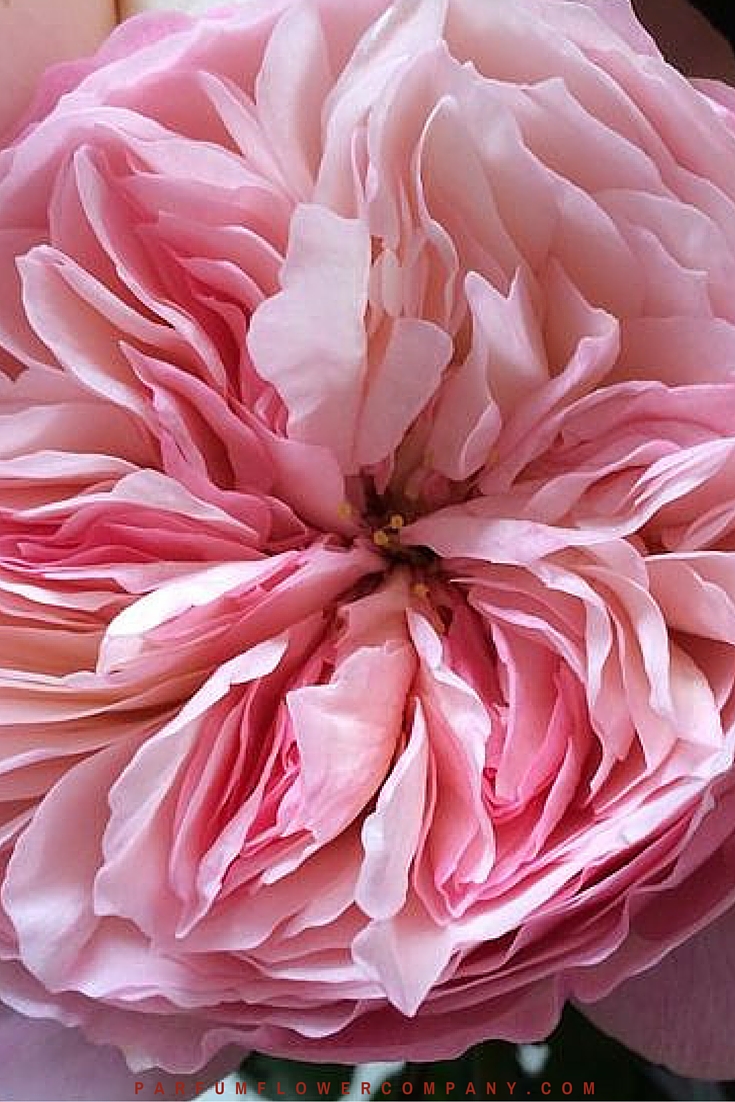 David Austin Wedding Rose Constance - Parfum Flower Company