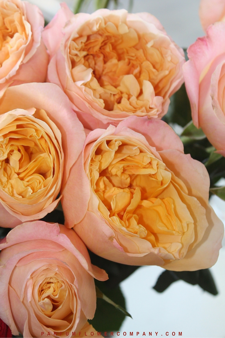 David Austin Wedding Rose Edith