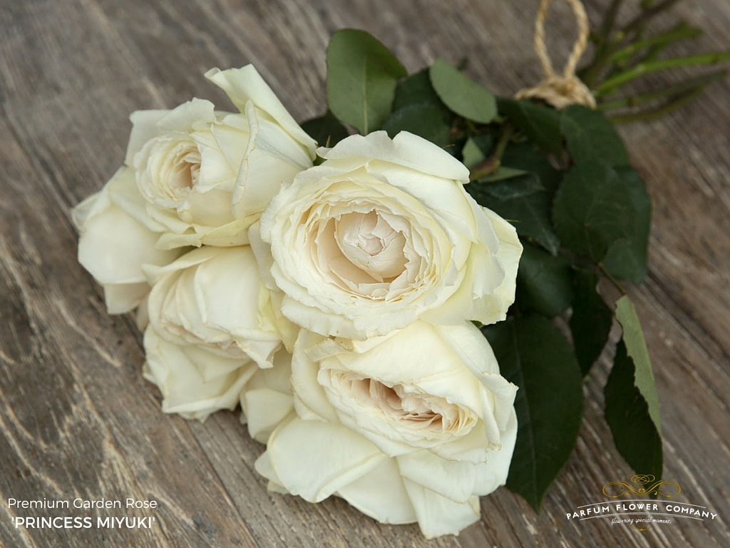Scented Garden Rose Princess Miyuki - Parfum Flower Company