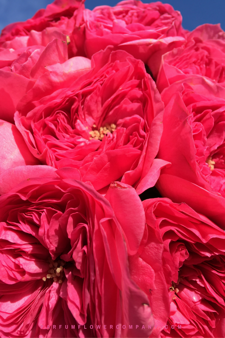 Premium Garden Rose Baronesse