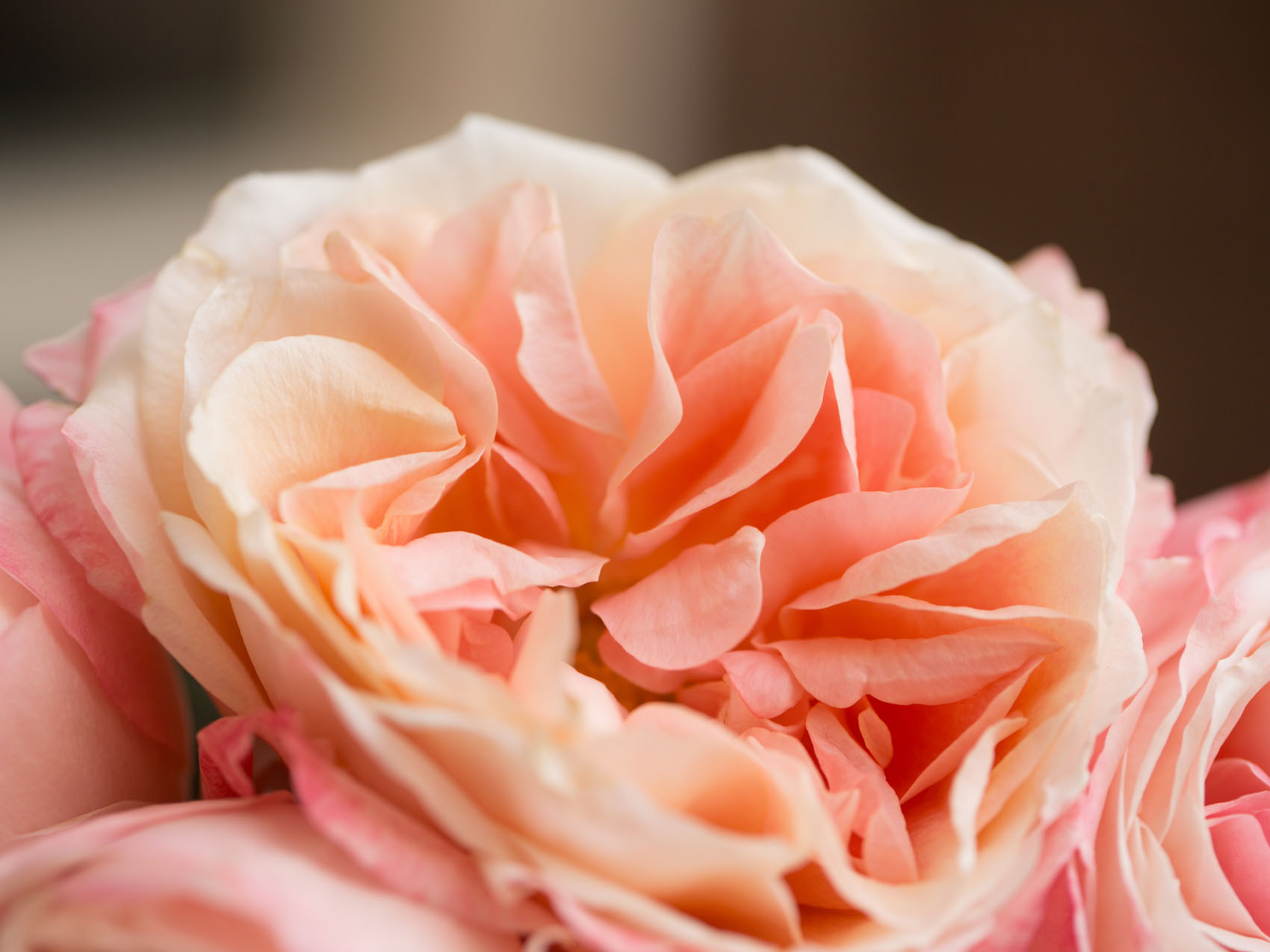 Princess Roses from Japan; the stories behind - Parfum Flower Company