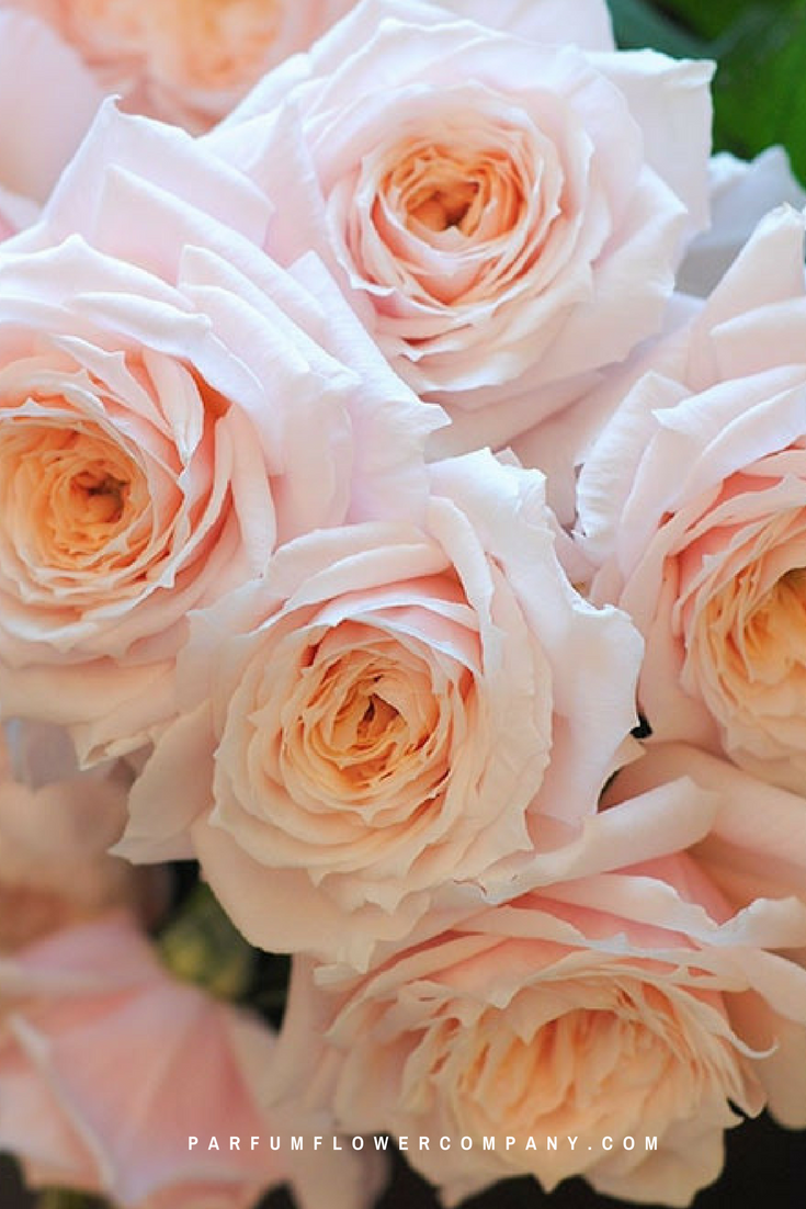 Japanese Rose Garden Beautiful