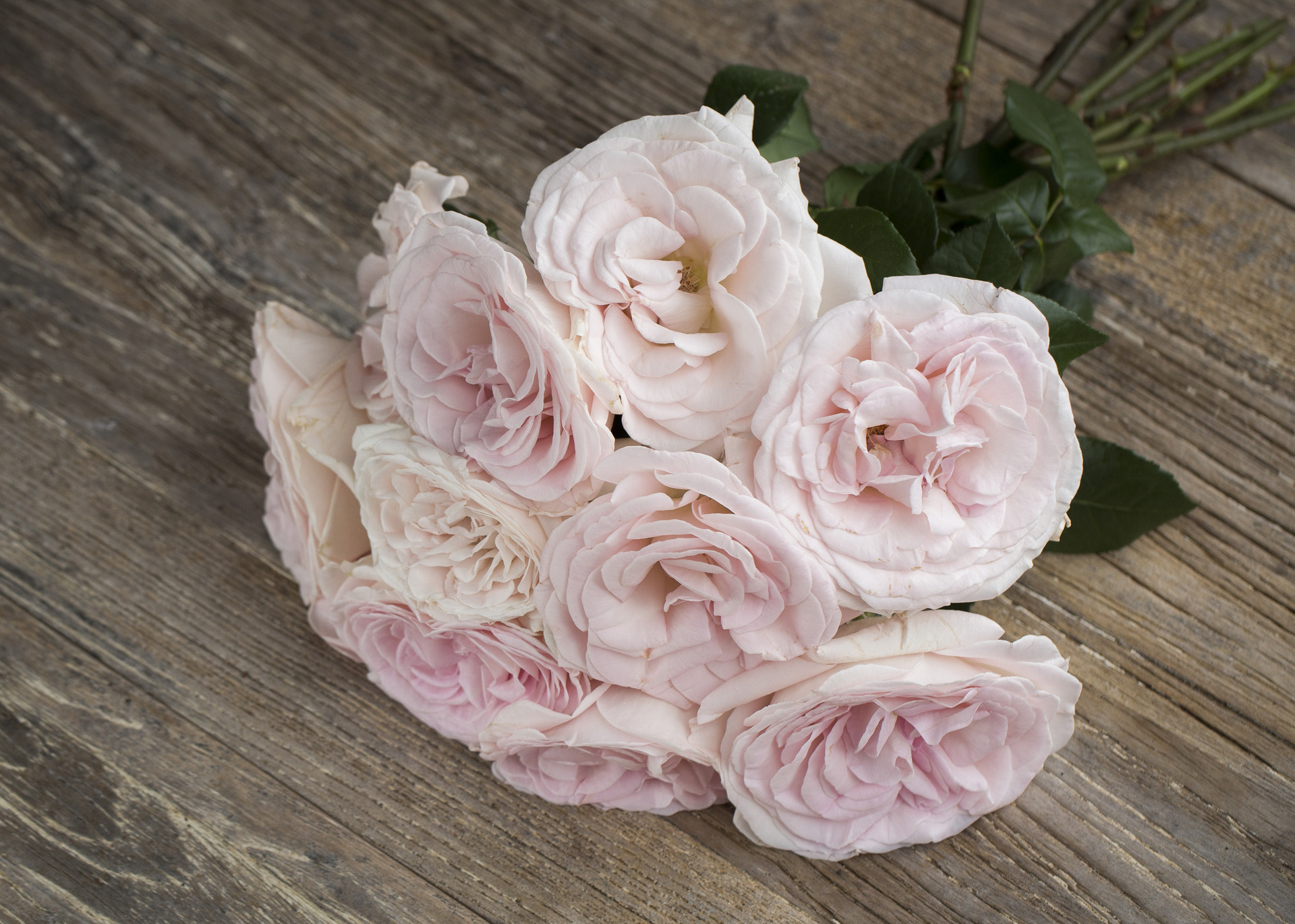 Pale Pink Roses Prince