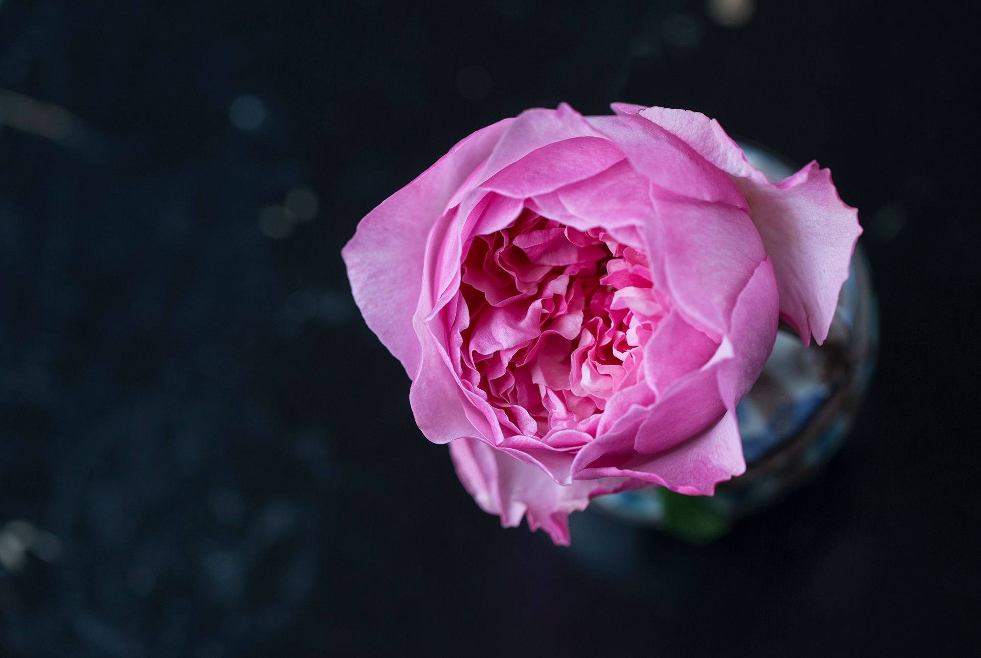 The 10 most popular pink roses of 2018 - according to you